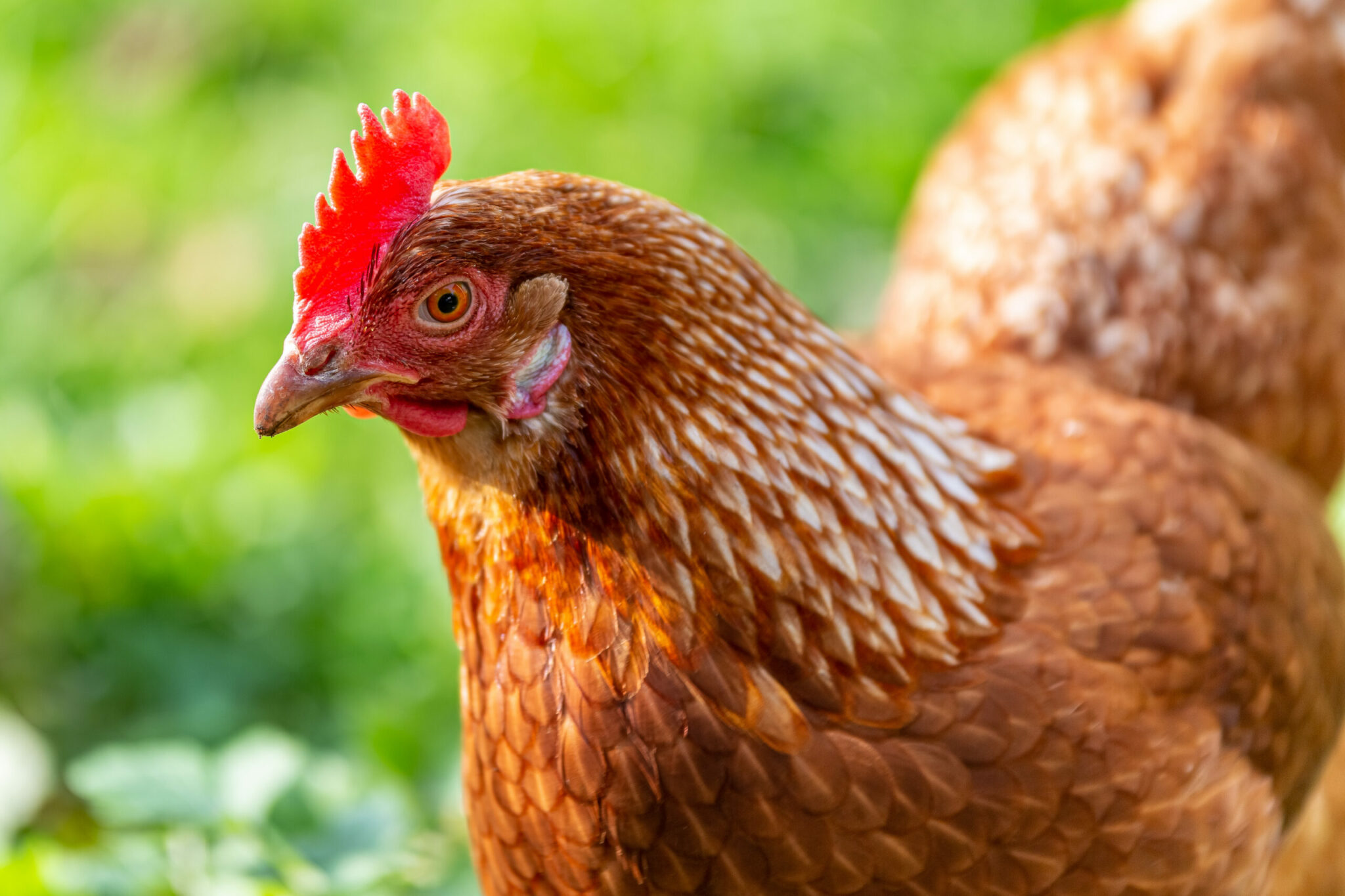 Comment Soigner une Poule qui a du mal à Respirer